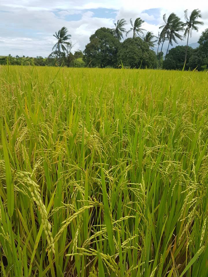 [As dry harvest season peaks] Farmers to DA-NFA: Buy palay from ...