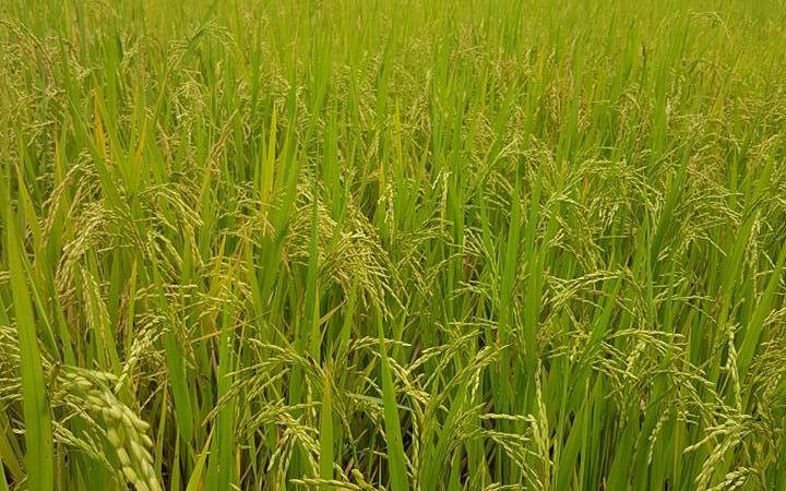 [As dry harvest season peaks] Farmers to DA-NFA: Buy palay from ...