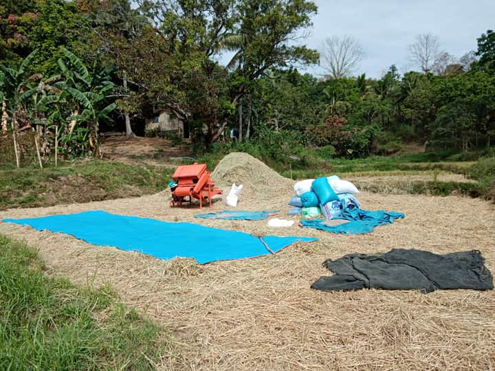 Position more dryers for use of palay farmers this harvest season — KMP ...