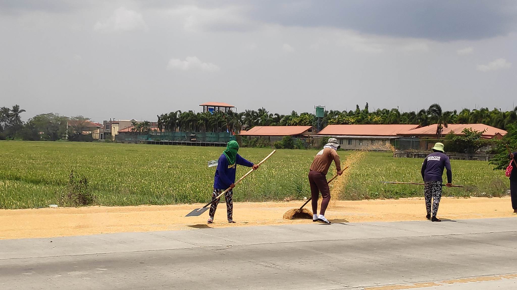Farmers to NFA: Buy from local farmers and do not import rice for ...
