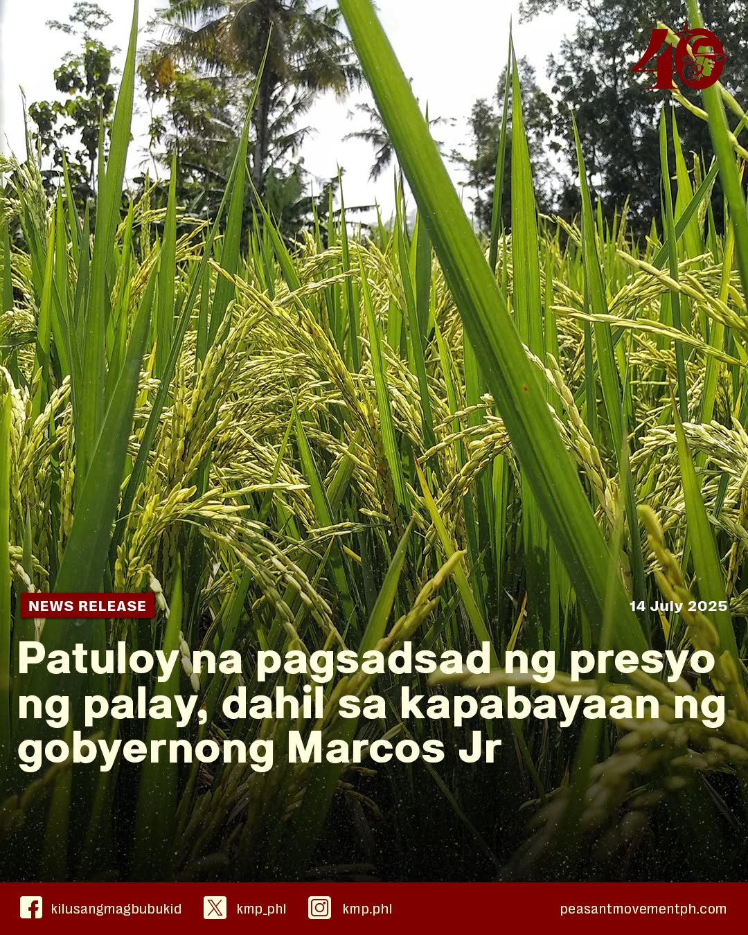 Patuloy na pagsadsad ng presyo ng palay, dahil sa kapabayaan ng ...
