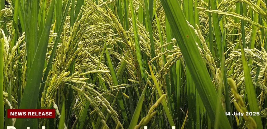 Patuloy na pagsadsad ng presyo ng palay, dahil sa kapabayaan ng ...